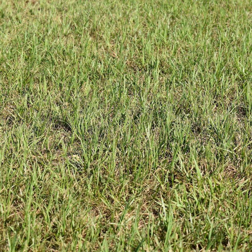 Sod We Grow & Sell | Get Quality Grass at Hudson Ranch