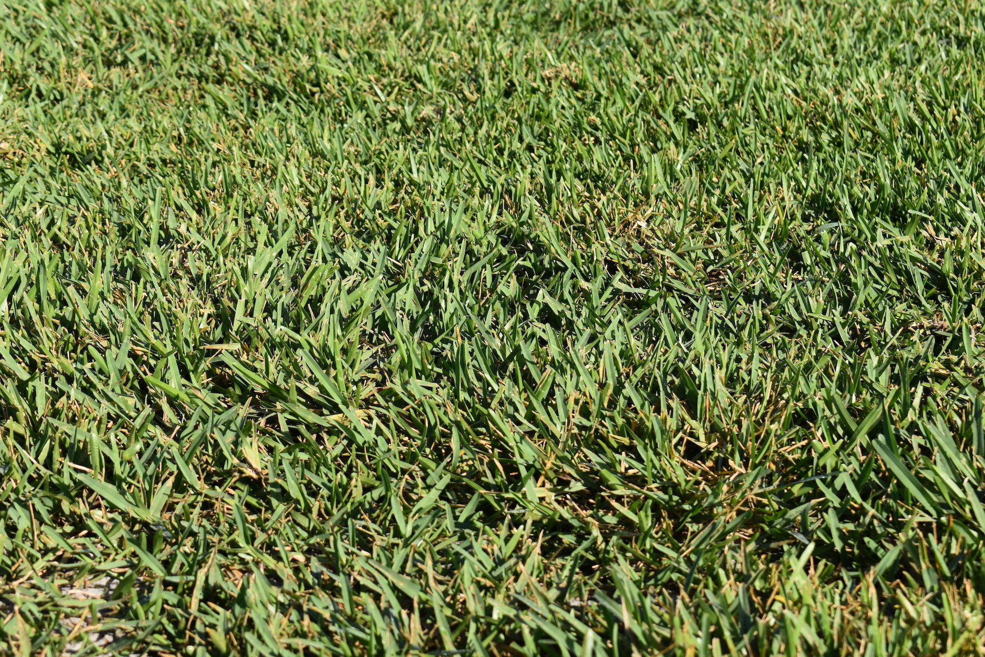 Bitterblue Grass Care in Florida - 10 Reasons to Choose Hudson Sod