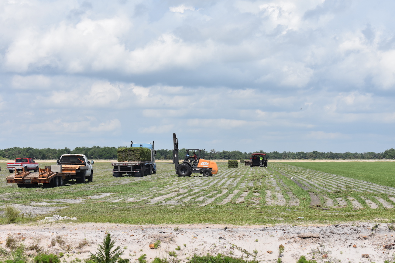 Get the Best Quality Commercial Wholesale Sod at Hudson Ranch