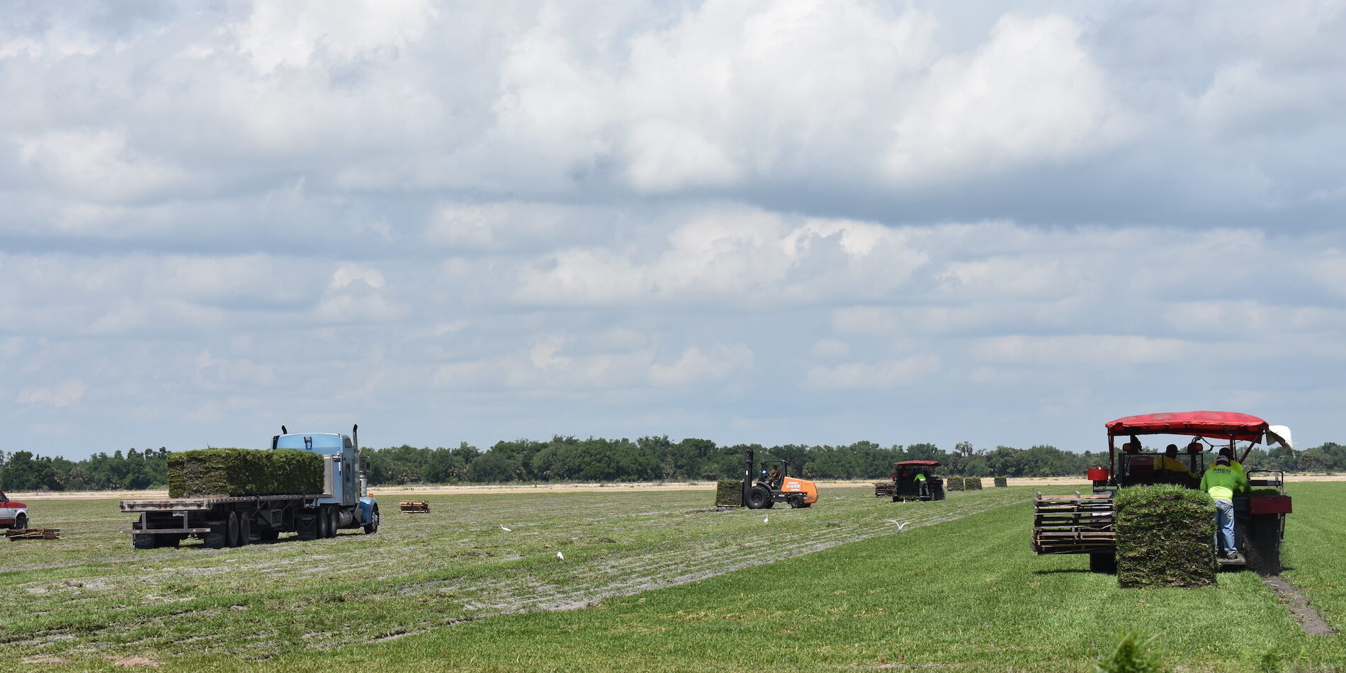 Square Cut Sod in Florida - Hudson Ranch Sod