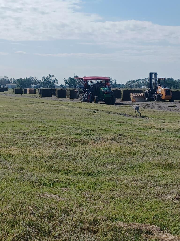 Understanding Harvesting Floratam Sod | Hudson Ranch