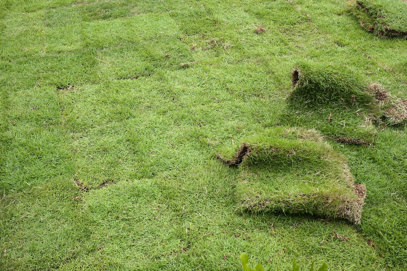Sod for Erosion Control - Enhance Your Landscape with Hudson Ranch Sod